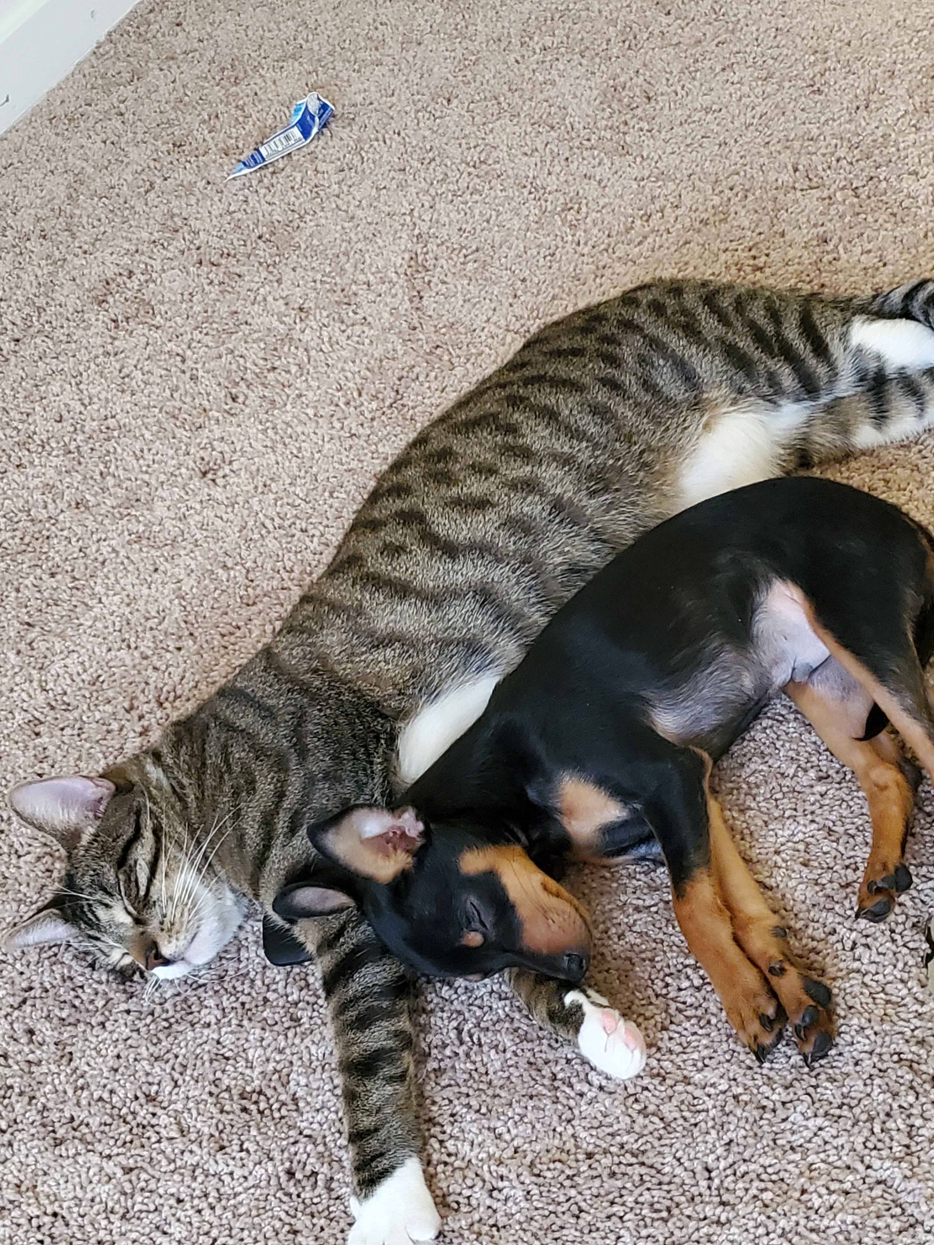 Amanda Eckardt | Professional Portfolio